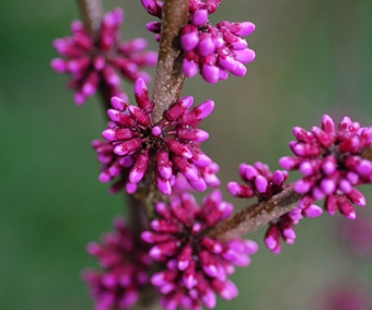 Cercis gigantea